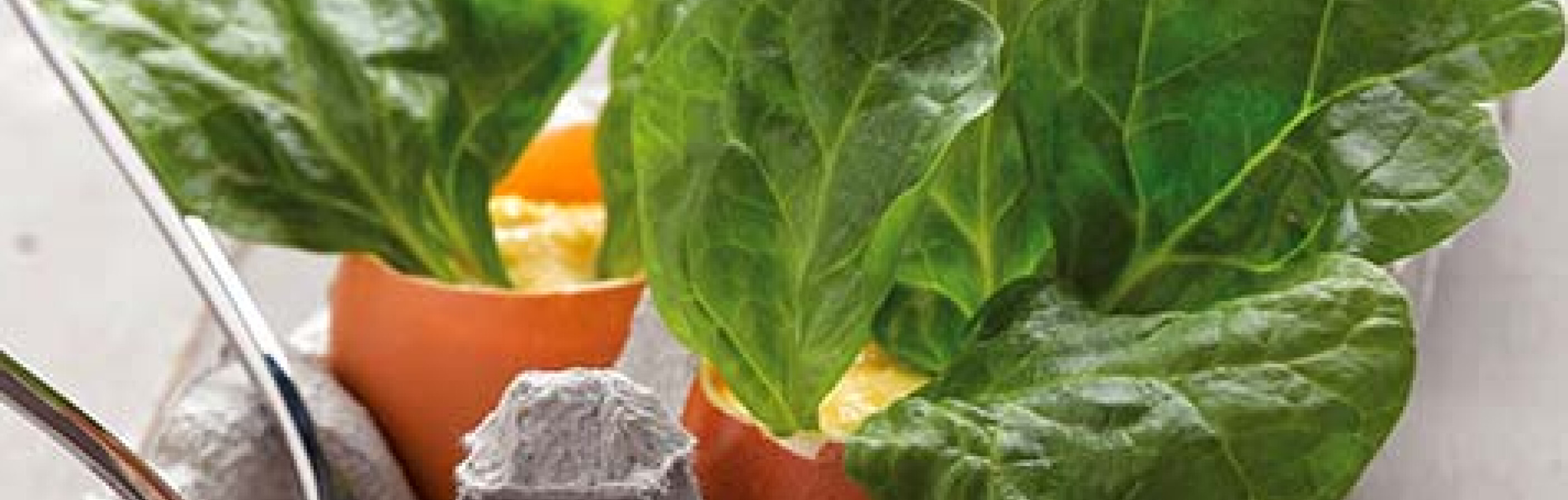 Jeunes pousses d'épinard et oeuf toqué - Priméale