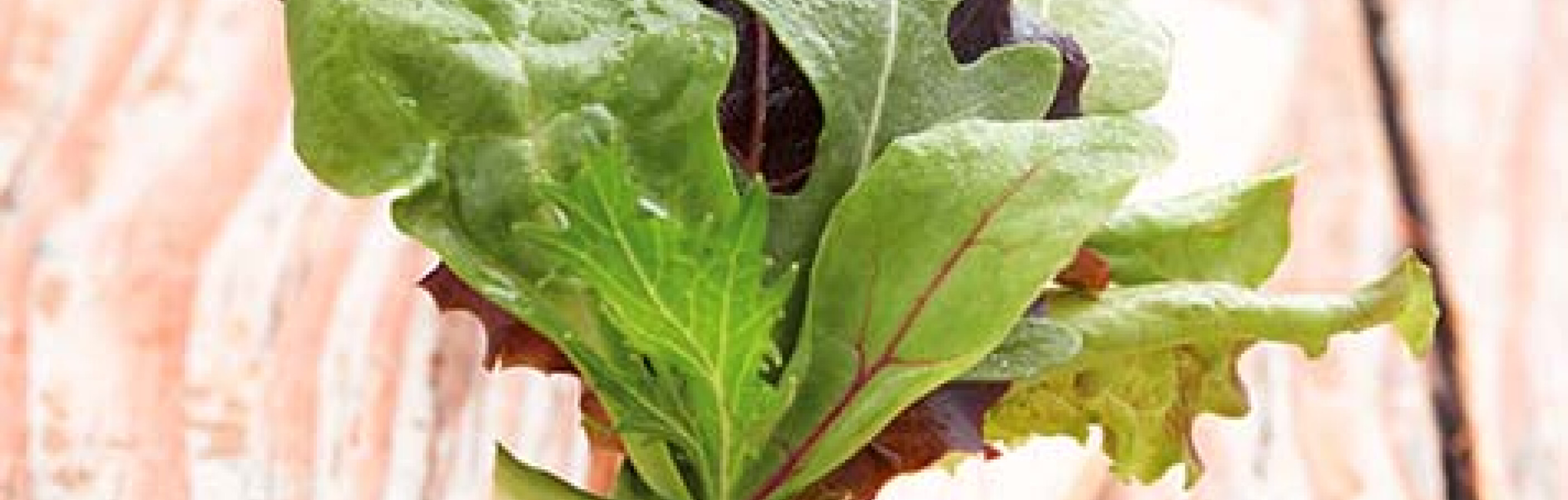 Mesclun facon maki - Priméale