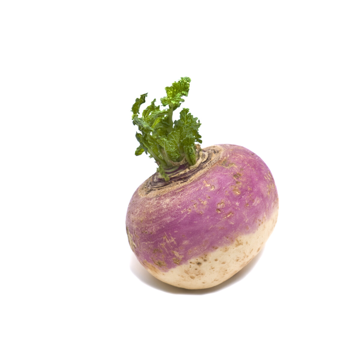 Les Navets - Priméale