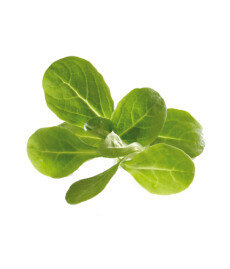 Priméale cultive le plaisir des légumes frais