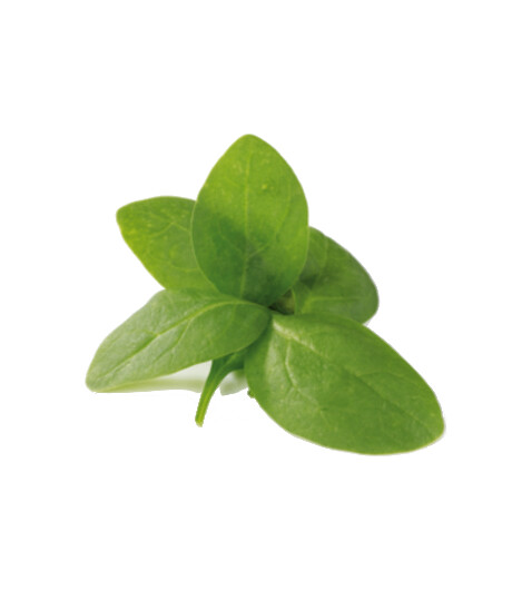 Priméale cultive le plaisir des légumes frais